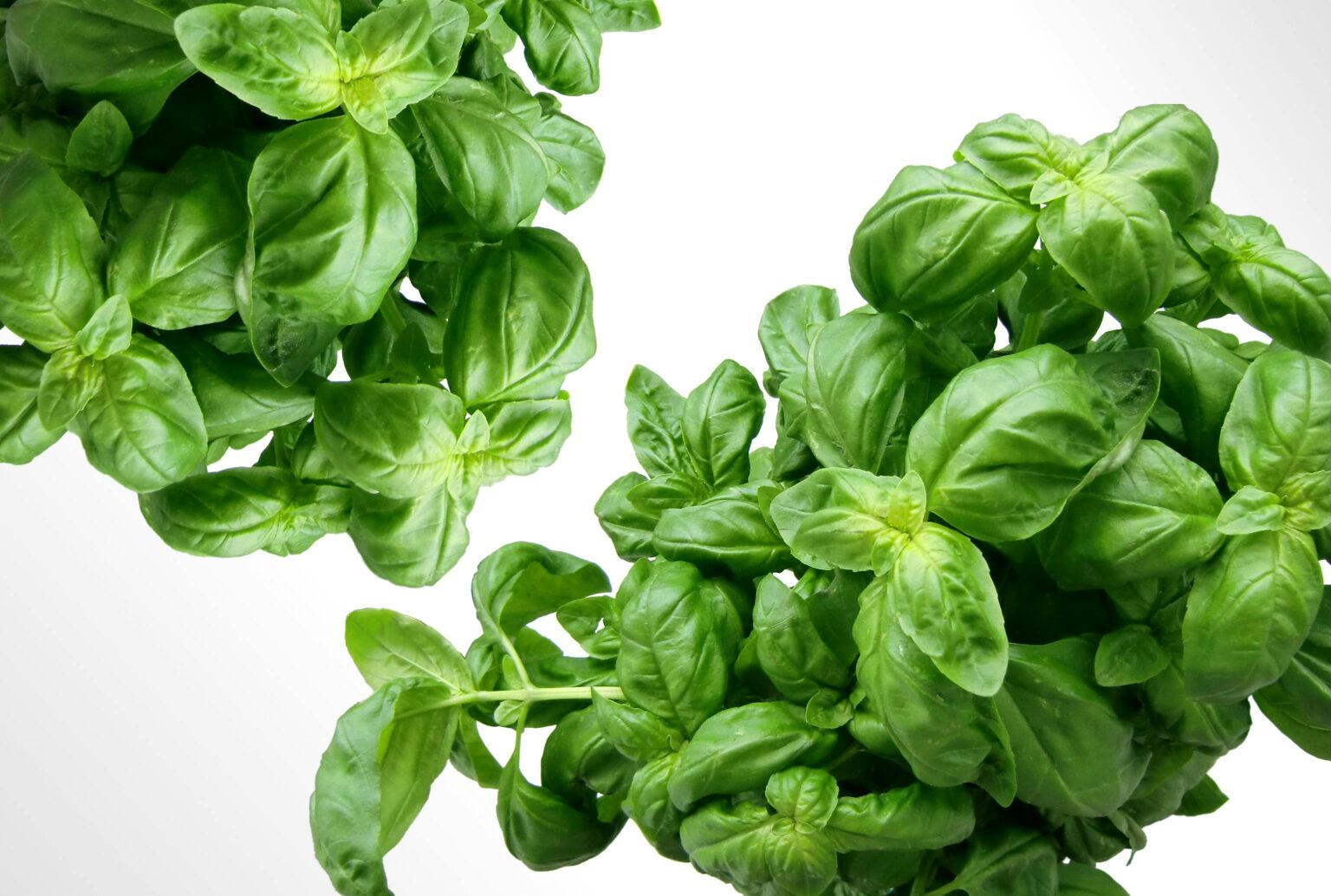 6 Herbs You Can Grow In Water for Busy Families